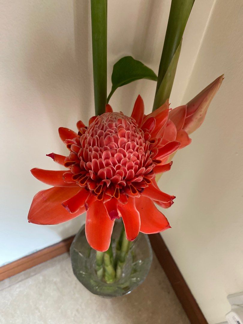 Torch Ginger, Furniture & Home Living, Gardening, Plants & Seeds on ...