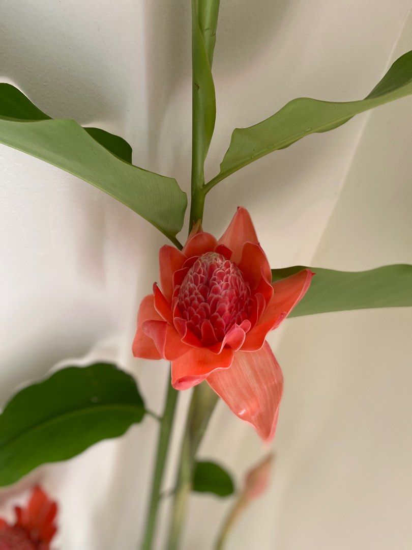 Torch Ginger, Furniture & Home Living, Gardening, Plants & Seeds on ...