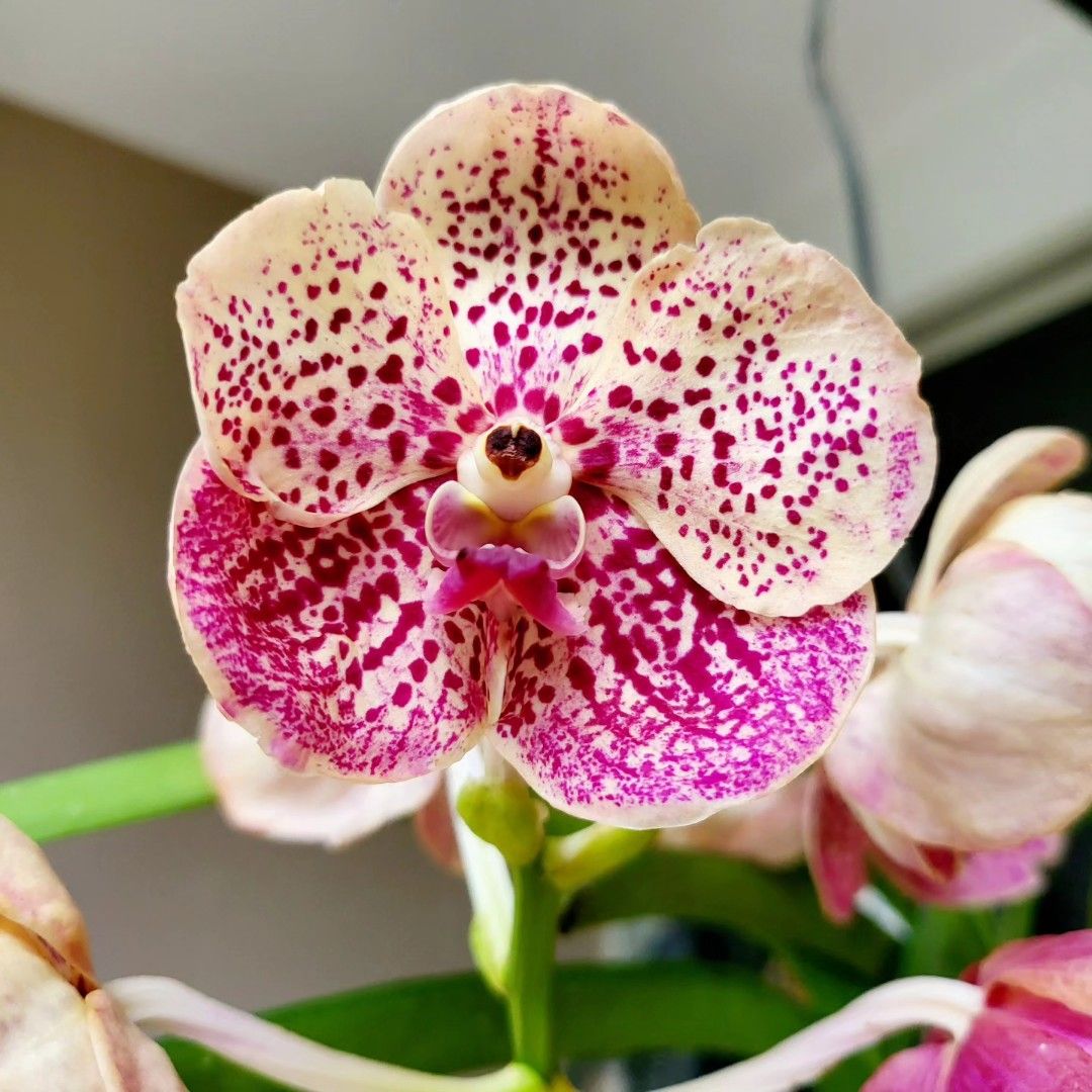 Vanda Sanderiana hybrid hanging orchid plant, Furniture & Home Living ...