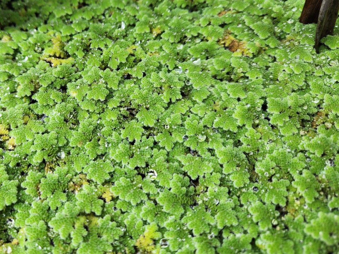 Azolla Fern Floating Plants for Pond/Aquarium on Carousell