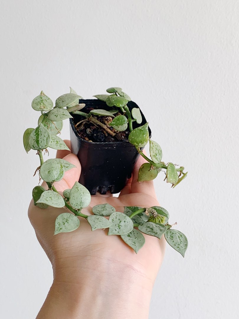 hoya krohniana silver prop, Furniture & Home Living, Gardening, Plants ...