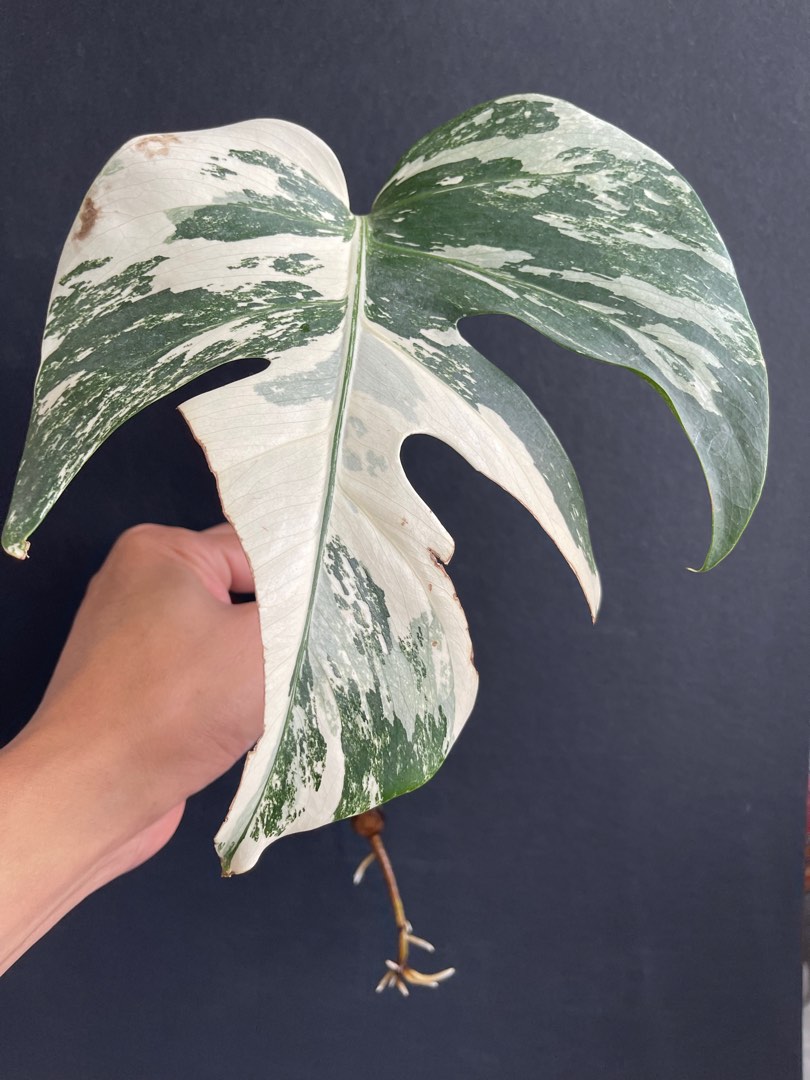 Monstera Albo Borsigiana variegated, Furniture & Home Living, Gardening ...