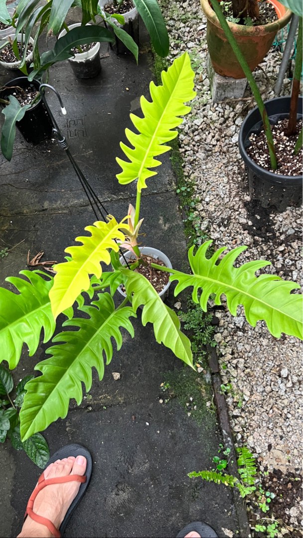 Philodendron Ring of Fire Aurea, Furniture & Home Living, Gardening ...