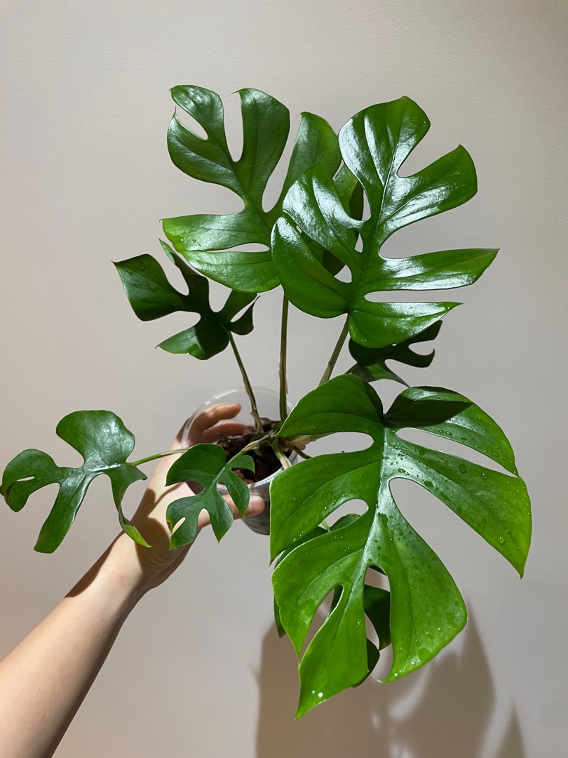 Rhaphidophora tetrasperma (mini monstera), Furniture & Home Living ...