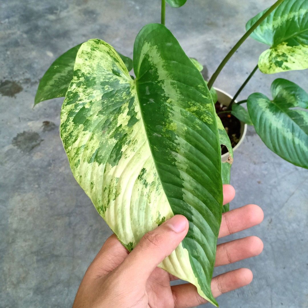 Schismatoglottis sp. Variegata, Furniture & Home Living, Gardening ...