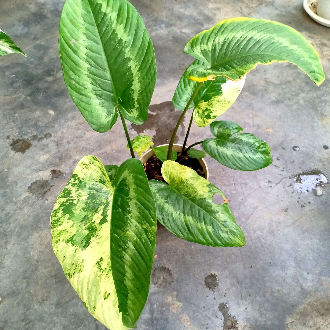 Schismatoglottis sp. Variegata, Furniture & Home Living, Gardening ...