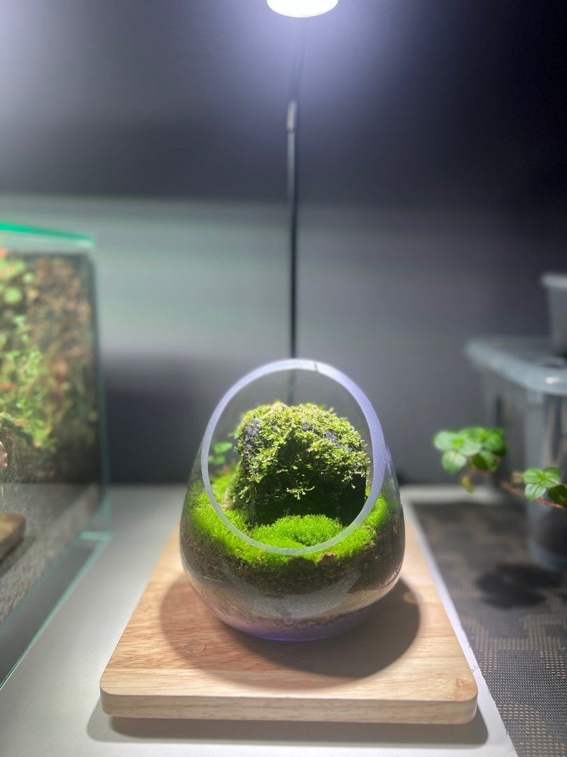 Terranium, Furniture & Home Living, Gardening, Pots & Planters on Carousell