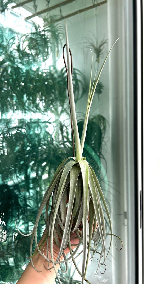 Tillandsia June T (duratii x gardneri) airplant, Furniture & Home ...