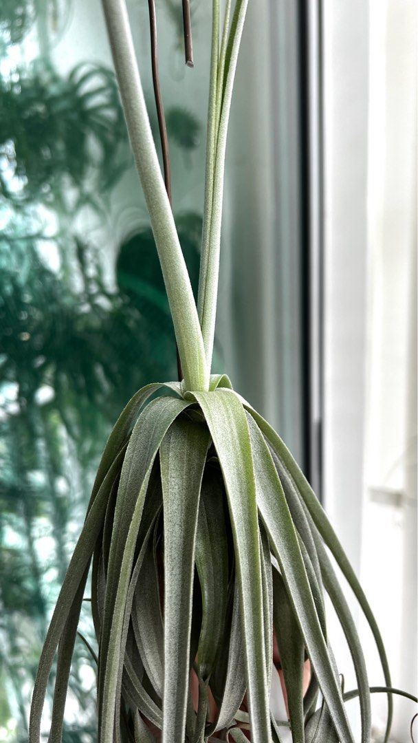 Tillandsia June T (duratii x gardneri) airplant, Furniture & Home ...