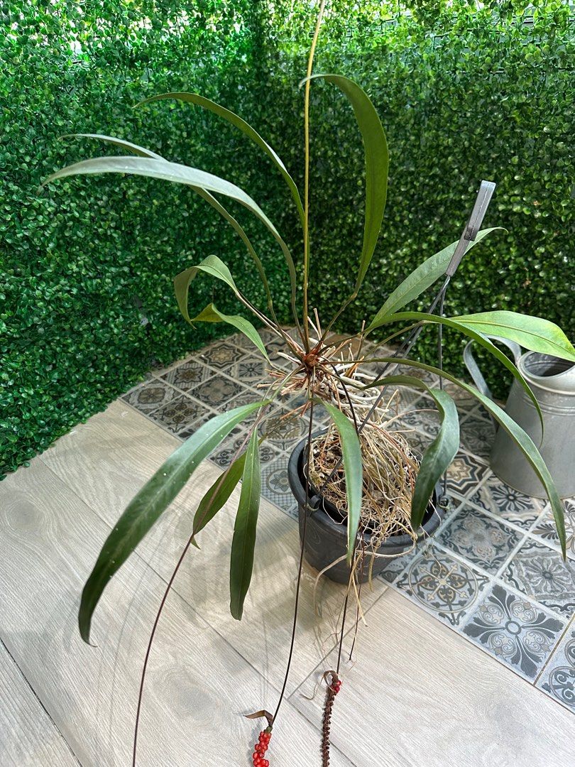 Anthurium Gracile, Furniture & Home Living, Gardening, Plants & Seeds on Carousell