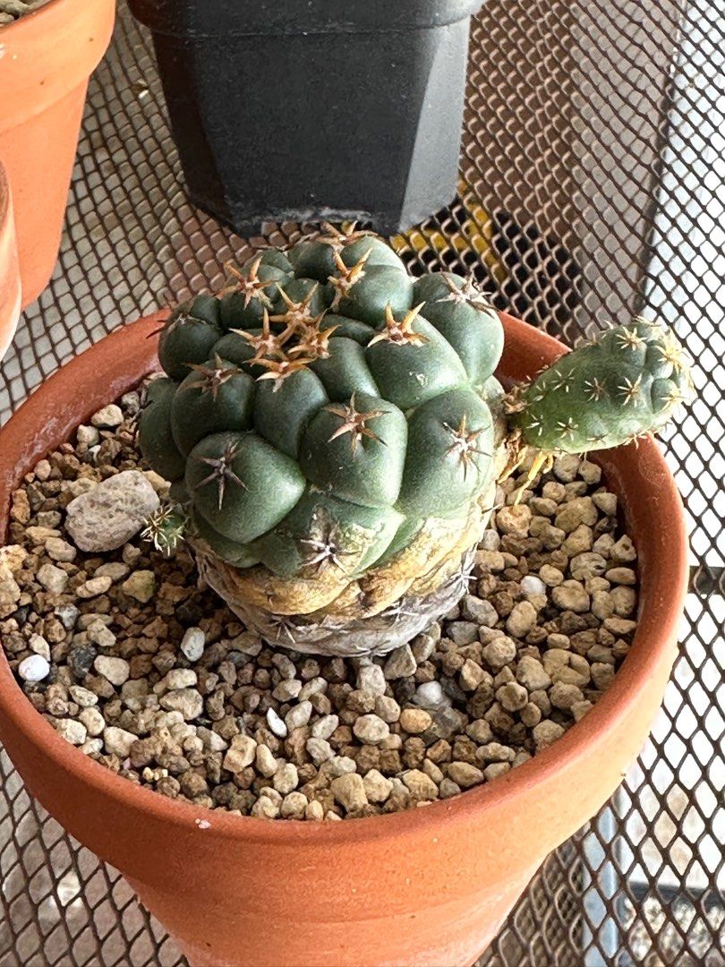 Coryphantha (set of 5), Furniture & Home Living, Gardening, Plants ...
