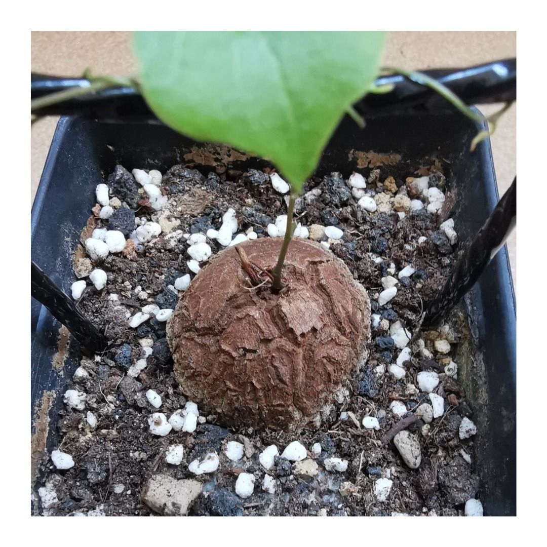 Dioscorea elephantipes, Furniture & Home Living, Gardening, Plants ...