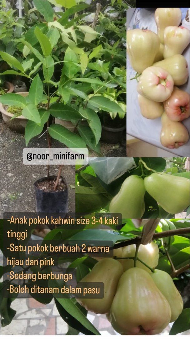 Rose apple / Jambu air anak pokok, Furniture & Home Living, Gardening ...