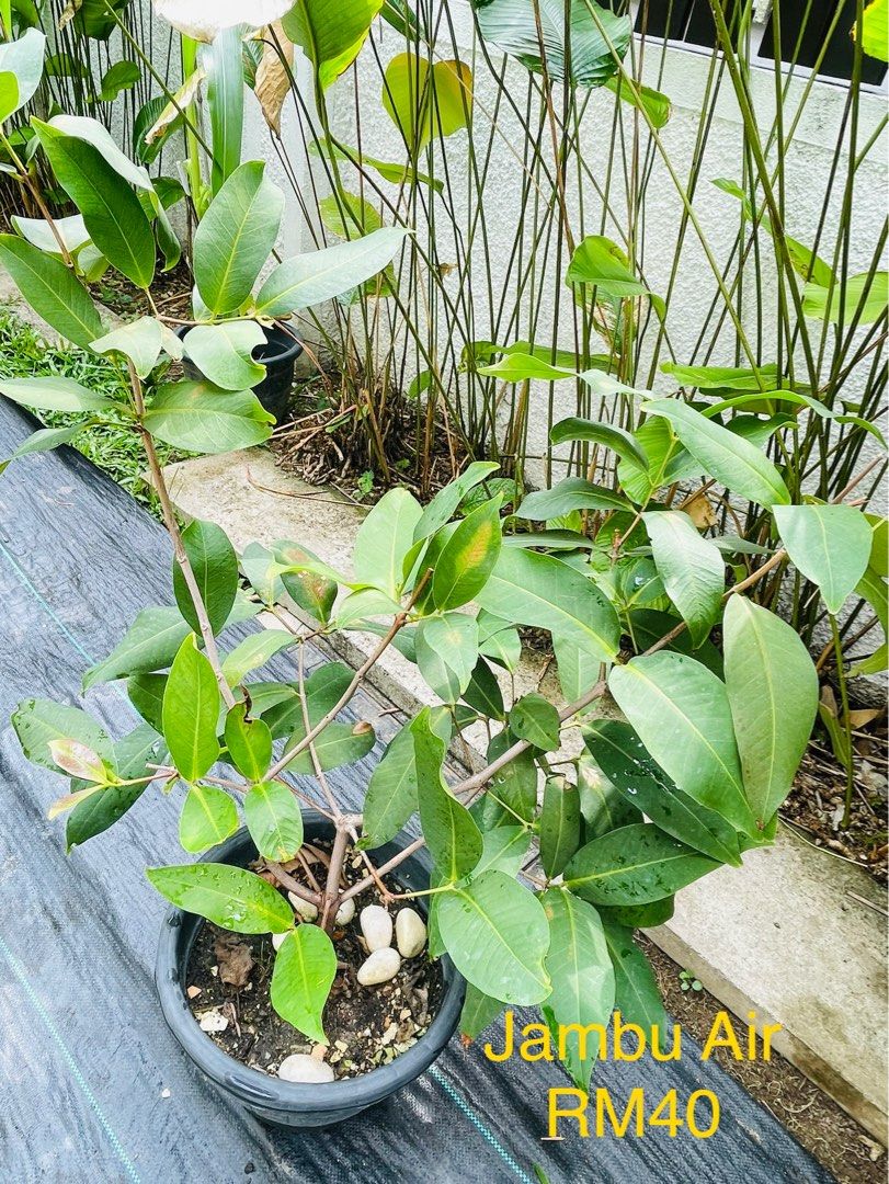 Rose apple / Jambu air anak pokok, Furniture & Home Living, Gardening ...