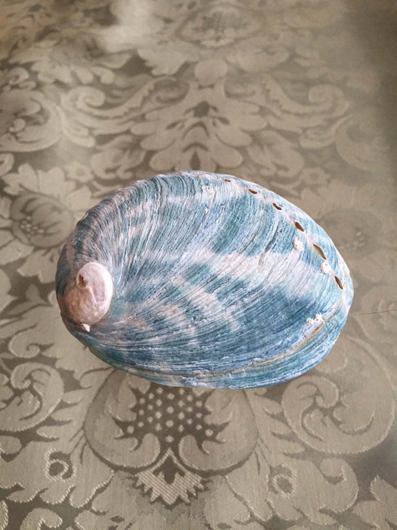 Seashell - Blue Abalone seashell, Furniture & Home Living, Home Decor ...