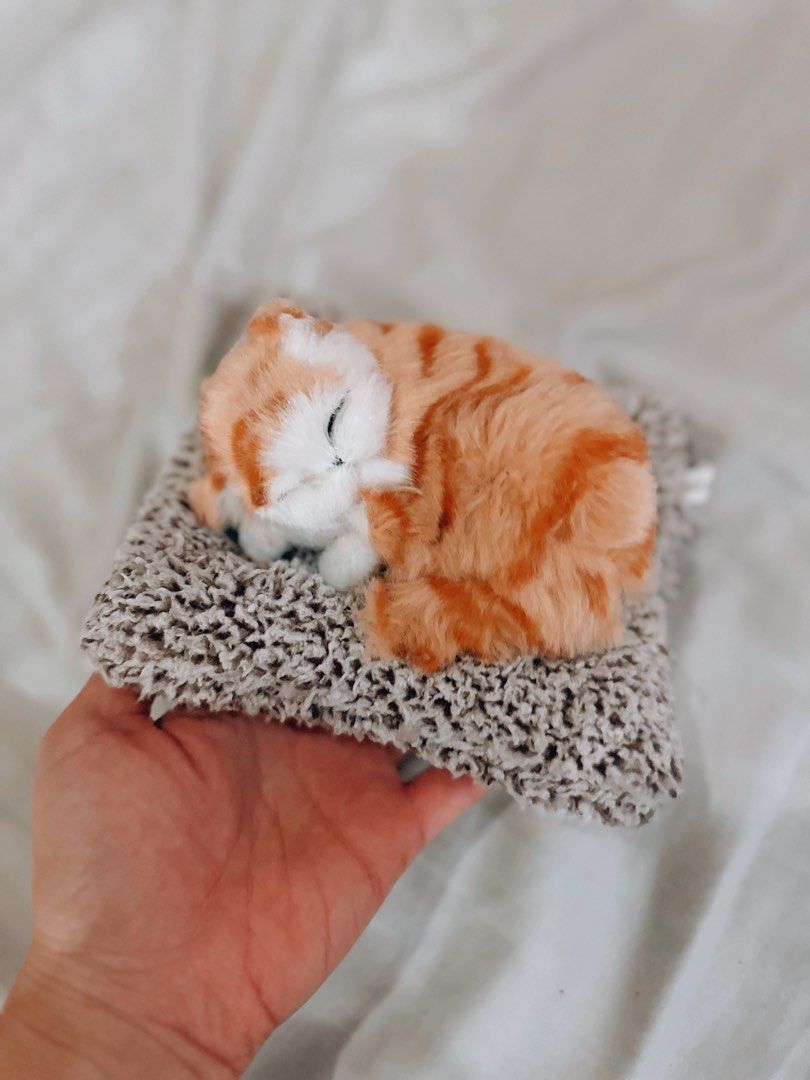 Sleeping Kitty Kitten Cat Stuffed Toy on Carousell