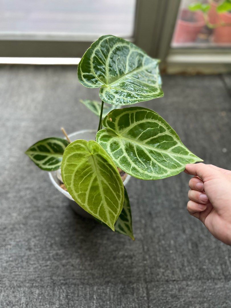 Anthurium Silver Blush, Furniture & Home Living, Gardening, Plants ...