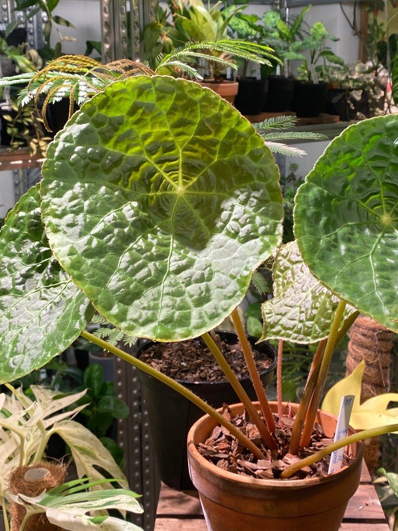 Begonia phuthoensis 富壽秋海棠, 傢俬＆家居, 園藝, 植物及種子 - Carousell
