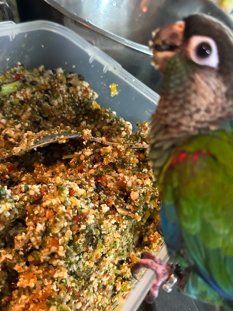 BIRD CHOP, Pet Supplies, Pet Food on Carousell