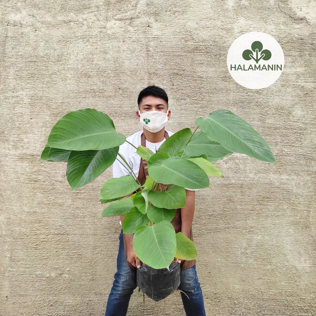 Calathea Dwarf Lutea on Carousell