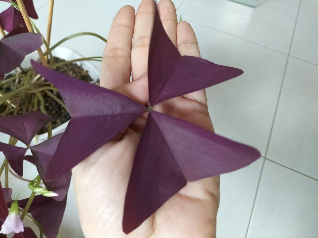 oxalis triangularis plant, Furniture & Home Living, Gardening, Plants ...