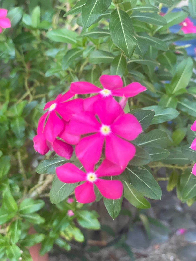Rooted pink vinca cuttings, Furniture & Home Living, Gardening, Plants ...