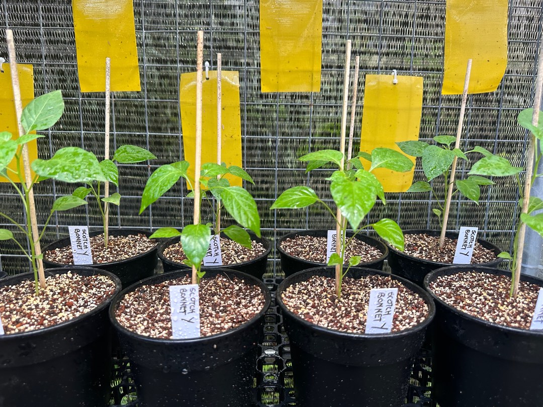 Scotch Bonnet(Yellow), Furniture & Home Living, Gardening, Plants ...