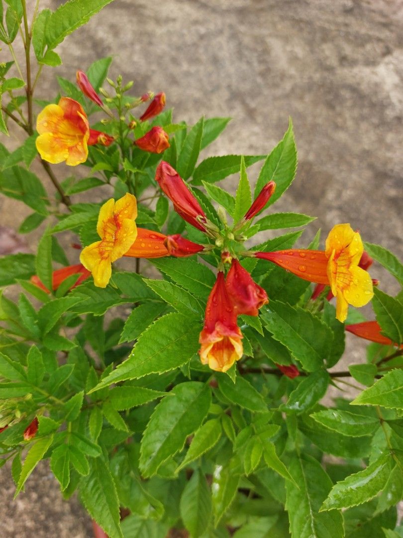 Tecoma Stans Orange Jubilee (75-80 cm), Furniture & Home Living ...