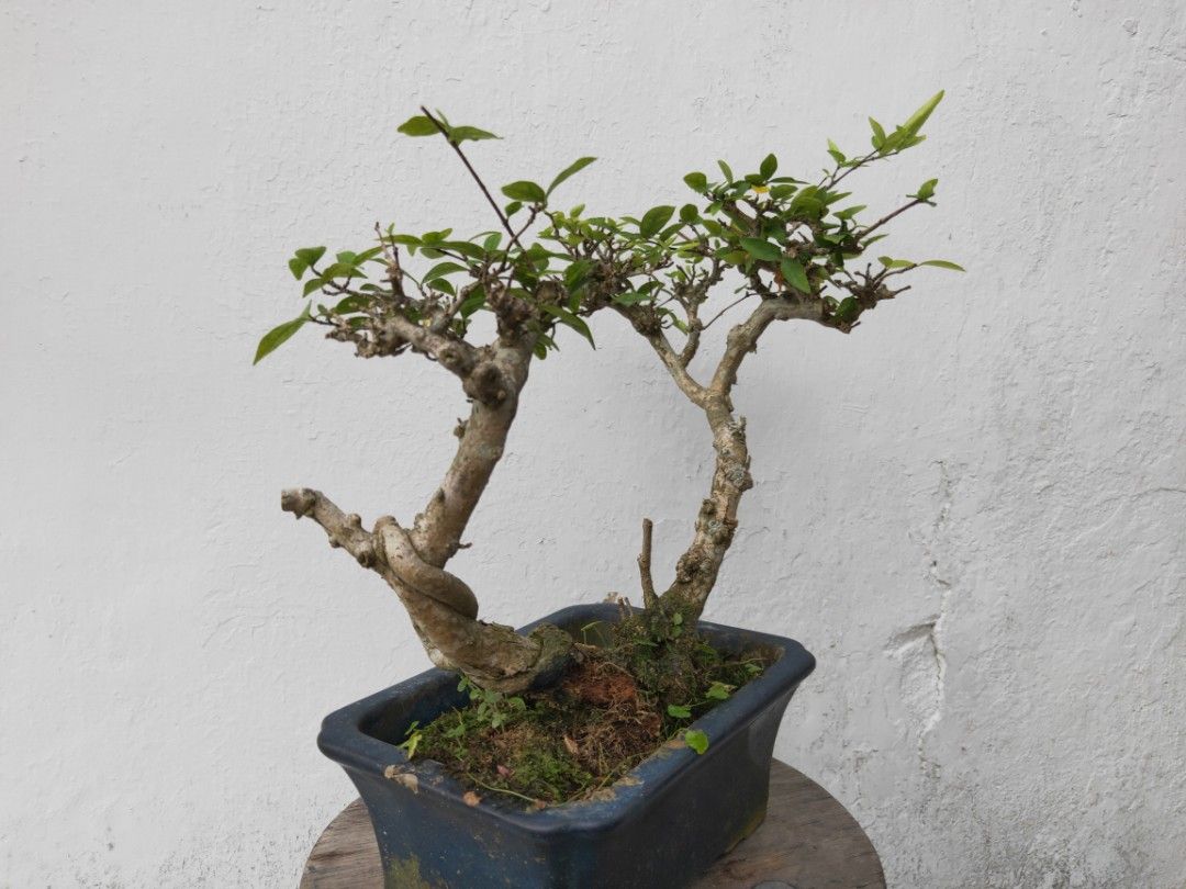 Water jasmine (shui mei) bonsai in blue ceramic pot, Furniture & Home ...