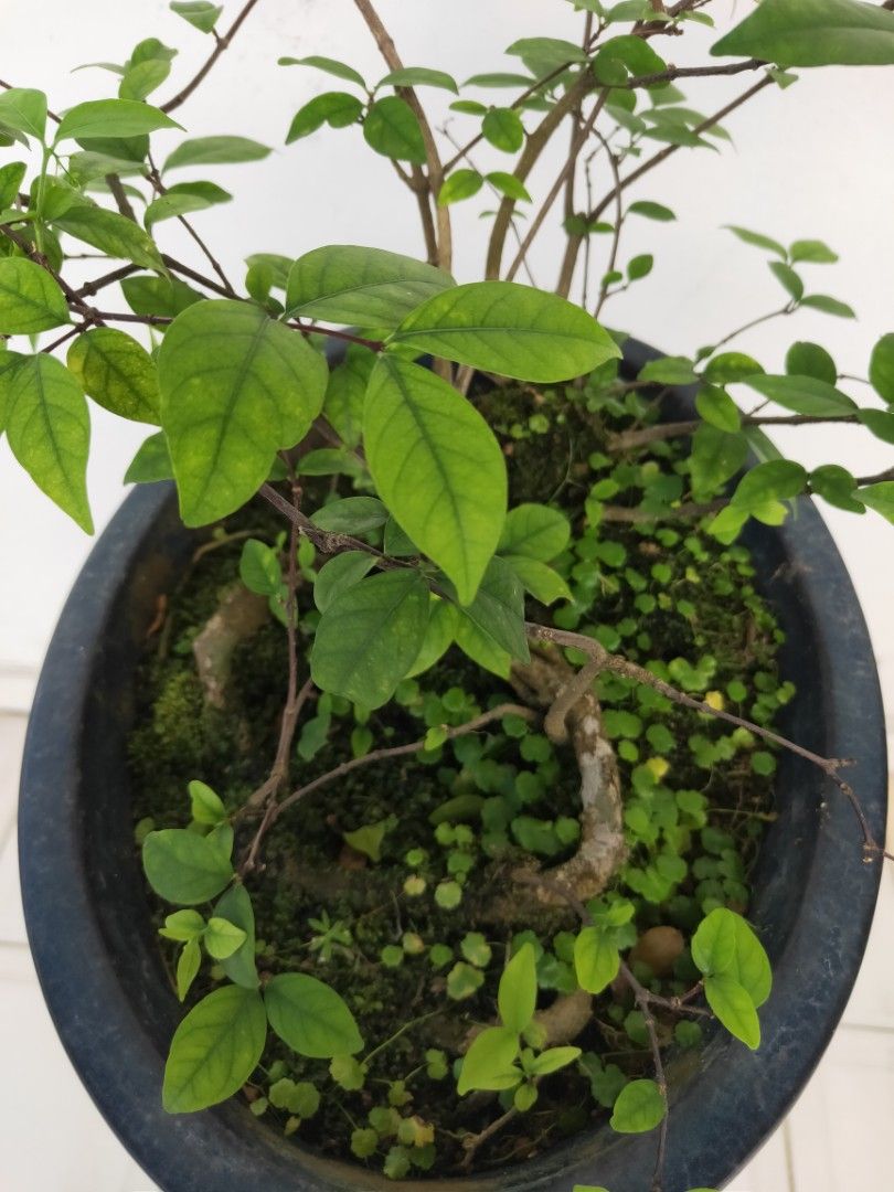 Water jasmine (shui mei) plant in blue oval pot, Furniture & Home ...