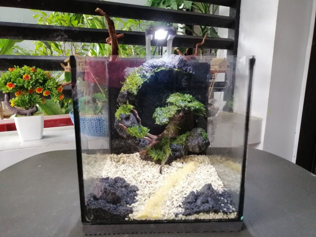 Aquascape Bonsai, Pet Supplies, Homes & Other Pet Accessories on Carousell