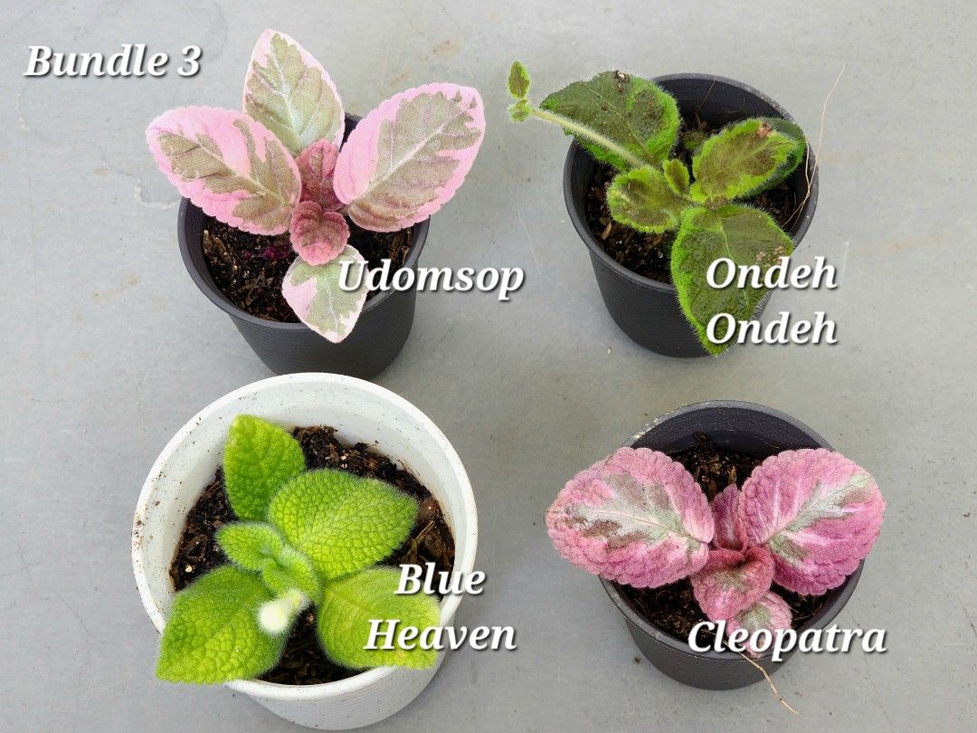 Episcia Bundle (Unpredictable Valley,Unpredictable Helen, Udomsop ...