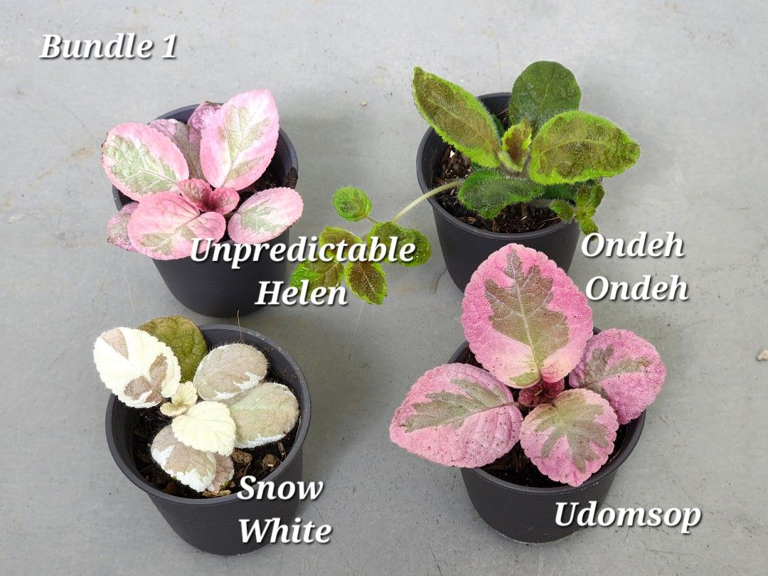 Episcia Bundle (Unpredictable Valley,Unpredictable Helen, Udomsop ...