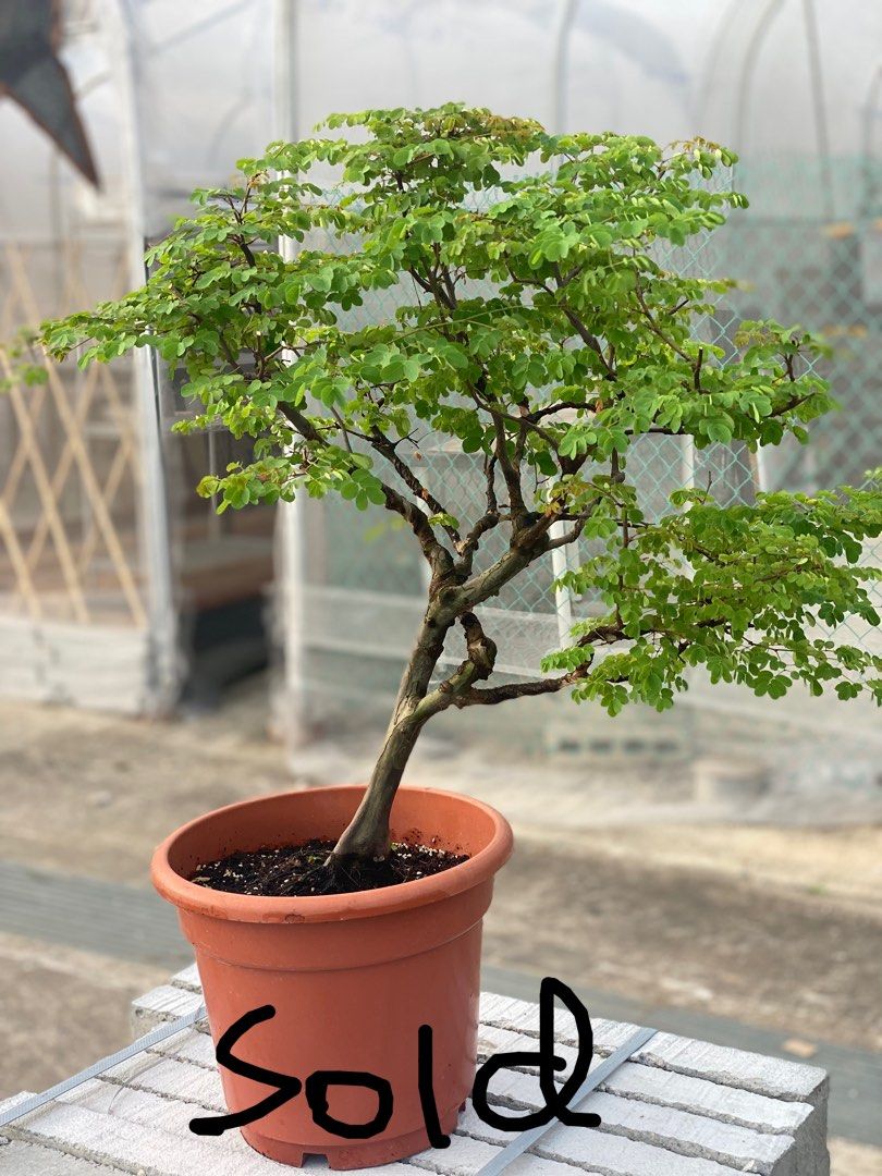 Large leopard trees for bonsai, Furniture & Home Living, Gardening ...