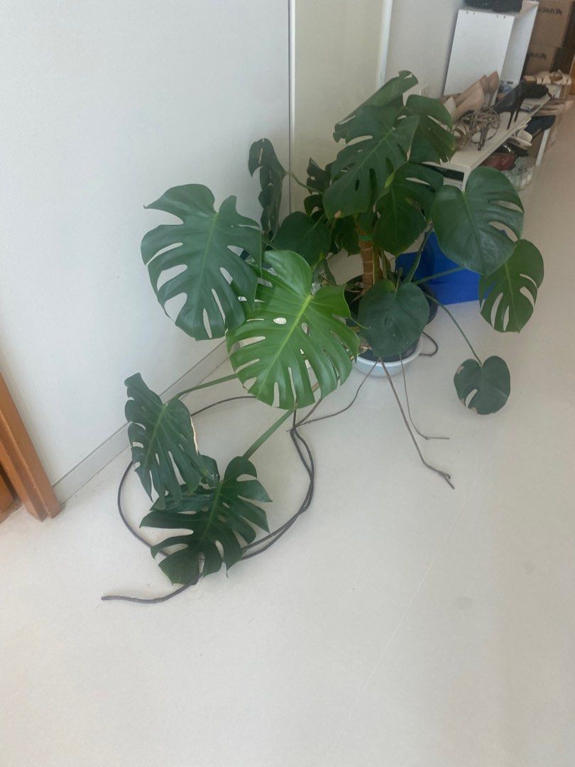 Monstera - Medium size, Furniture & Home Living, Gardening, Plants ...