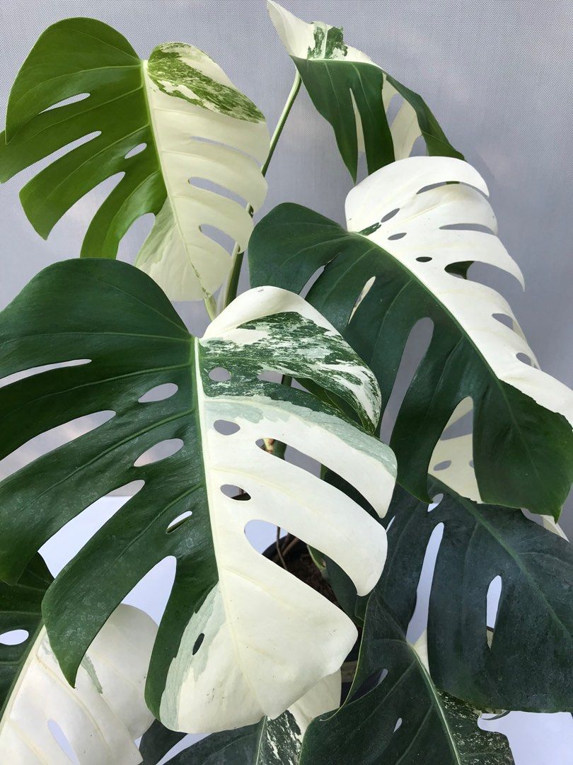 Monstera sectoral borsi albo, Furniture & Home Living, Gardening ...