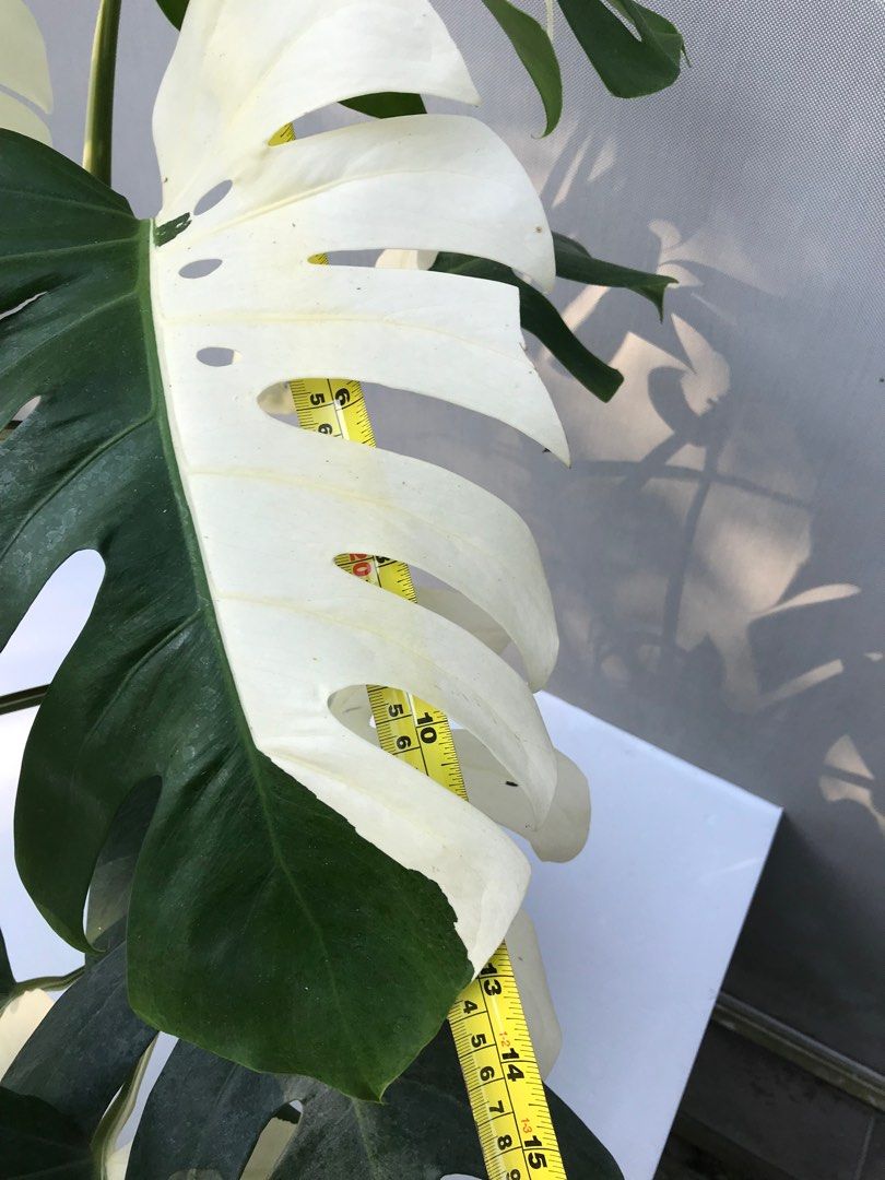 Monstera sectoral borsi albo, Furniture & Home Living, Gardening ...