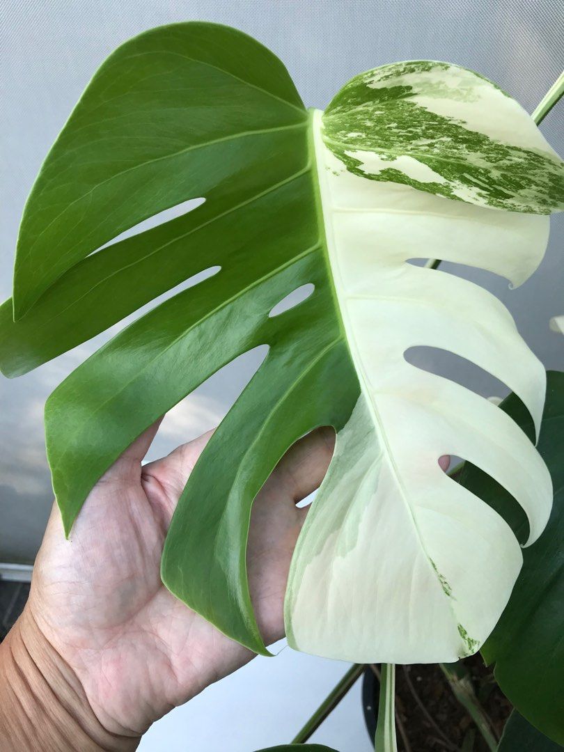 Monstera sectoral borsi albo, Furniture & Home Living, Gardening ...