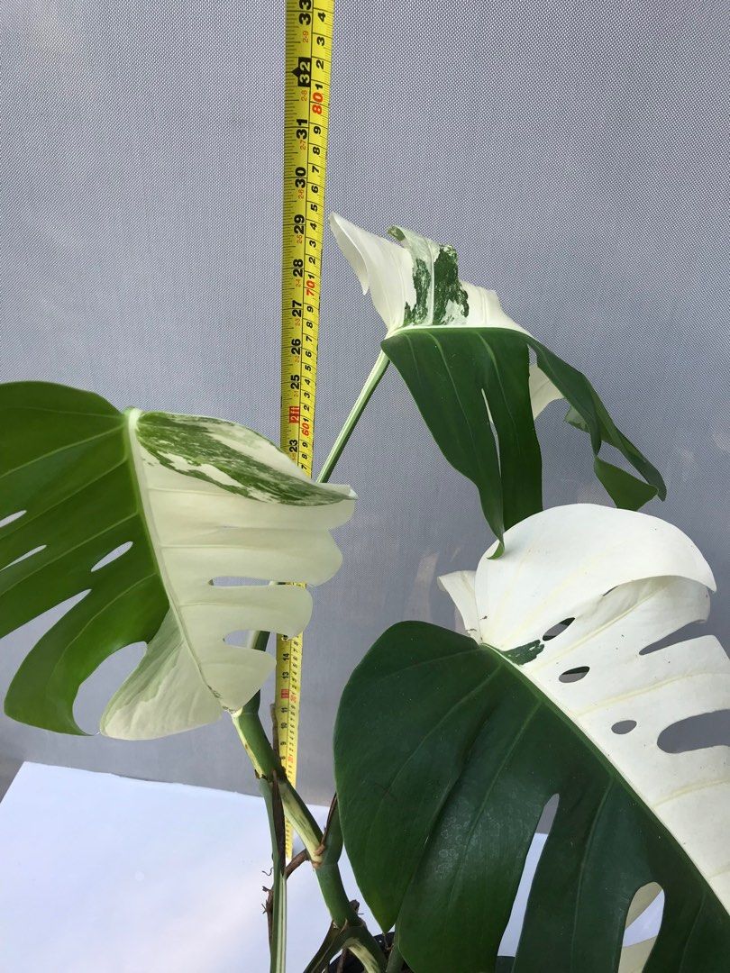 Monstera sectoral borsi albo, Furniture & Home Living, Gardening ...