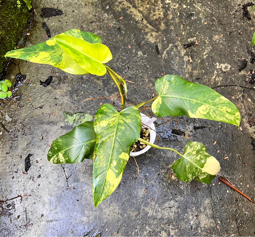 Philodendron Domesticum Variegated, Furniture & Home Living, Gardening ...