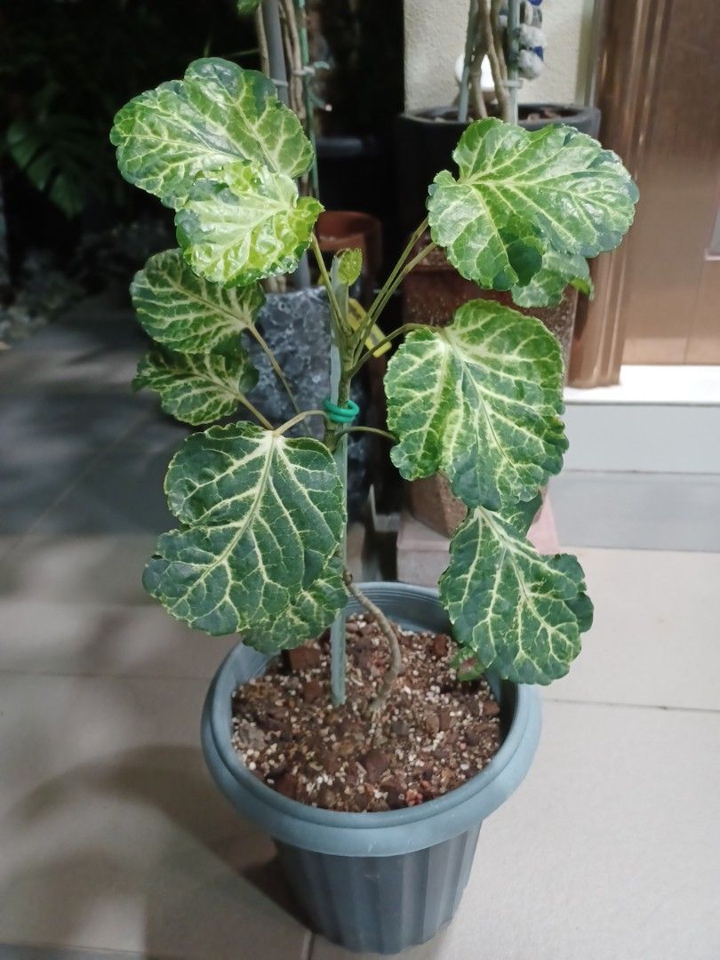 Polyscias Balfouriana Variegated (Balfour aralia), Furniture & Home Living, Gardening, Plants ...