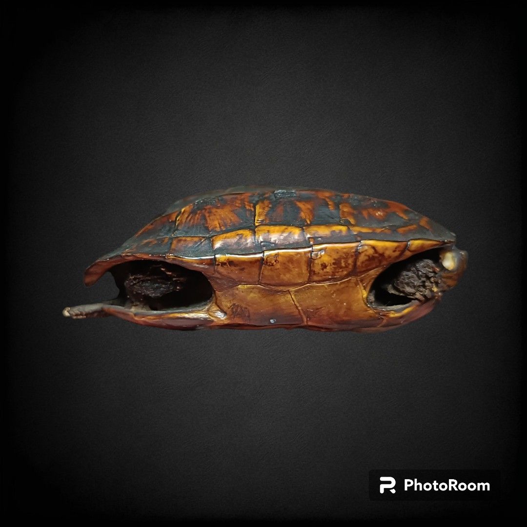 RARE Vintage Small Preserved Specimen Keeled Box Turtle on Carousell