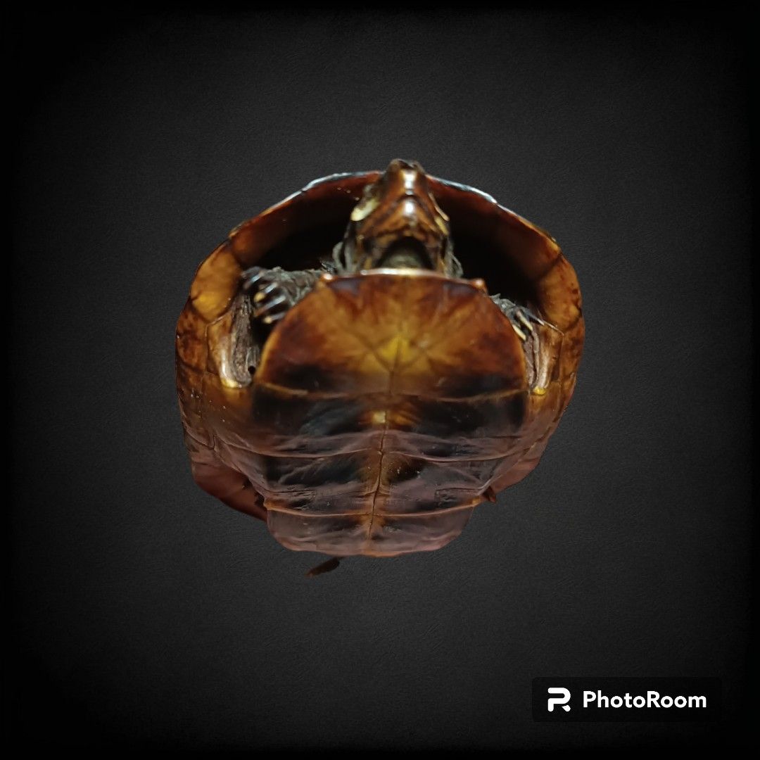 RARE Vintage Small Preserved Specimen Keeled Box Turtle on Carousell