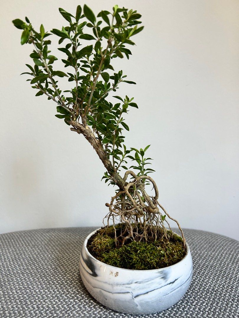 Serissa Japonica Bonsai, Furniture & Home Living, Gardening, Plants ...