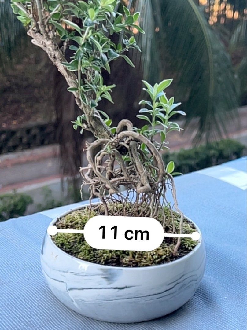 Serissa Japonica Bonsai, Furniture & Home Living, Gardening, Plants ...