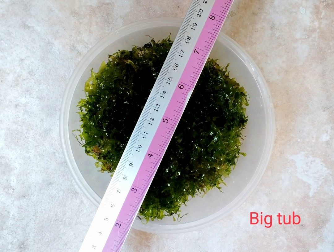 Subwassertang/ Pellia/ Aquatic moss, Furniture & Home Living, Gardening ...