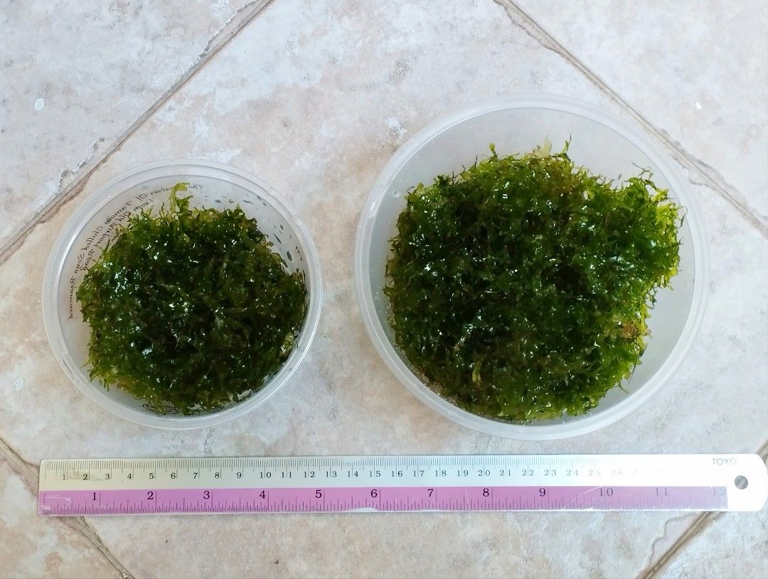 Subwassertang/ Pellia/ Aquatic moss, Furniture & Home Living, Gardening ...