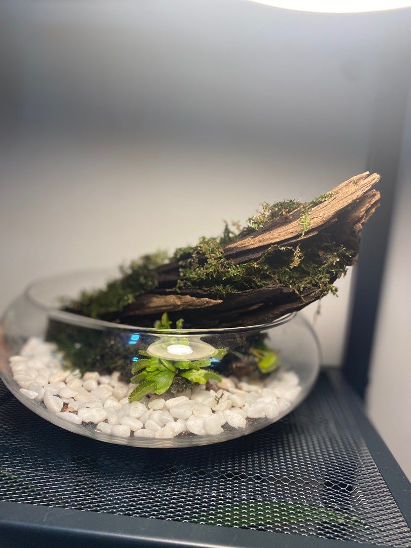 Terrarium, Furniture & Home Living, Gardening, Pots & Planters on Carousell