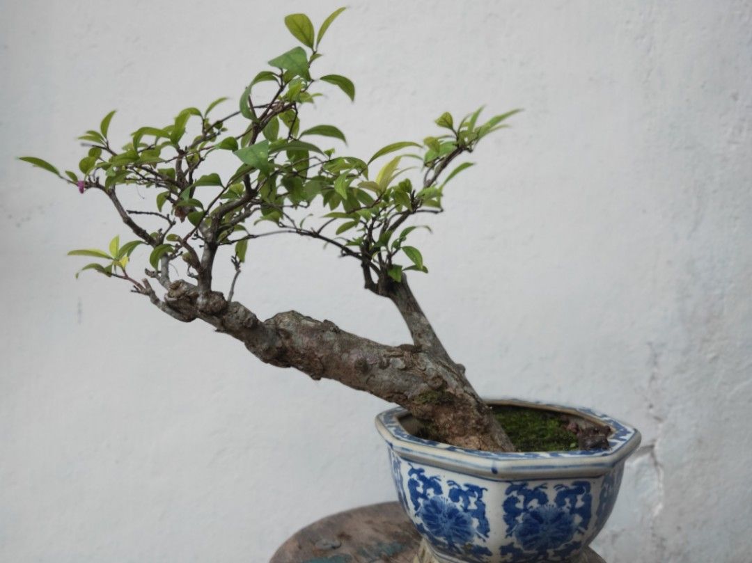 Water jasmine (shui mei) bonsai plant in blue/white pot, Furniture ...