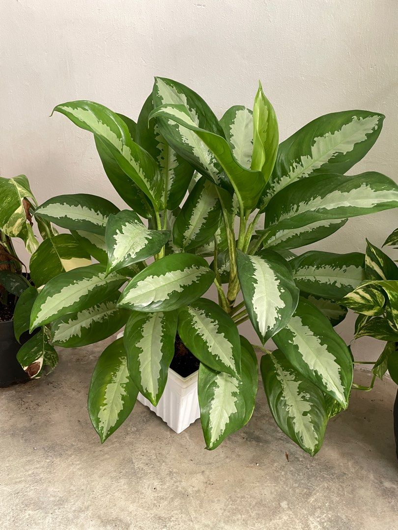 aglaonema pattaya beauty, Furniture & Home Living, Gardening, Plants ...